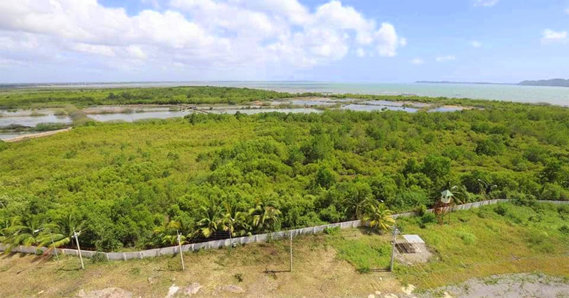 LOOK: Iloilo City eyes Mangrove Ecopark Forest in La Paz | Iloilo Today
