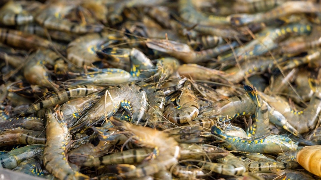 Iloilo Central and Terminal Markets: Blending Tradition with Modern Comfort